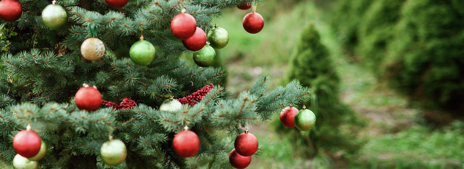 Christmas Controversy: Real Christmas trees reign supreme – The Hilltop ...